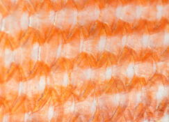 Understanding Fish Scales - Anchored Outdoors