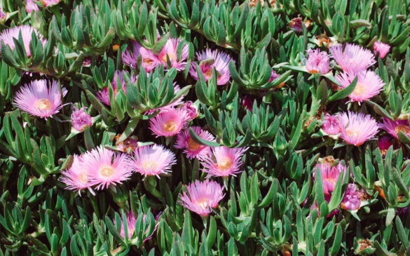 Exploring Pigface (Carpobrotus) with Jude Mayall - Anchored Outdoors