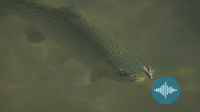 Anchored Podcast Ep. 277: Alberta’s Trout Trust on Protecting Fisheries ...