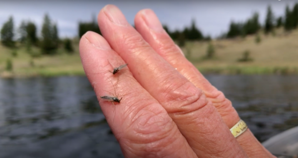 Understanding the Chironomid Life Cycle in Trout Diets - Anchored Outdoors