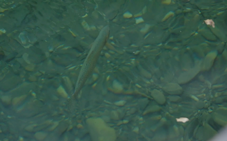 Learn How to Read Water for Trout Like a Pro with Gary Borger ...