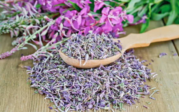 Harvesting Fireweed For Food and Healing – Amanda Godin - Anchored Outdoors