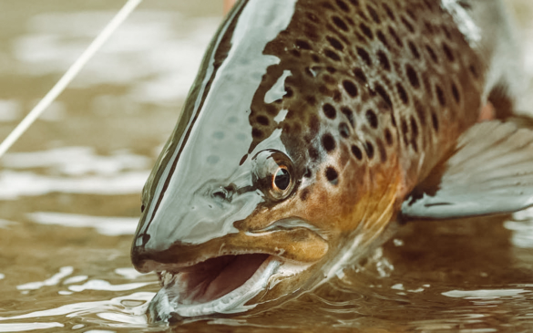 Top Nymph Fishing Techniques Every Angler Should Know - Anchored Outdoors